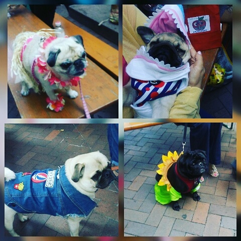 Fashionista Dog Corner: Pugs Take the Big Apple During #PugsTakeNYC ...