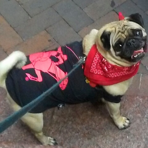 Fashionista Dog Corner: Pugs Take the Big Apple During #PugsTakeNYC ...