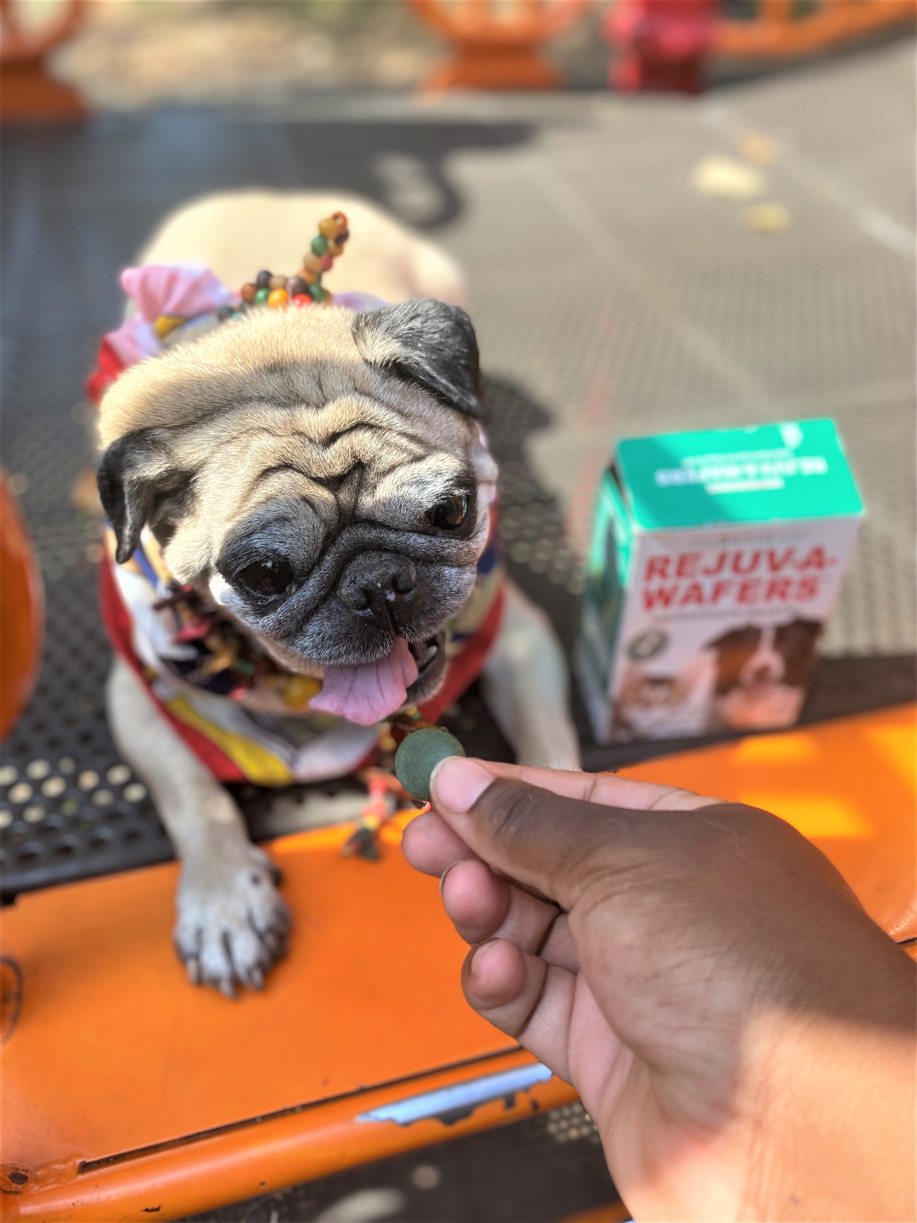 Sun Chlorella Rejuv-A-Wafers Superfood Treat For Dogs & Cats – Style Celeb