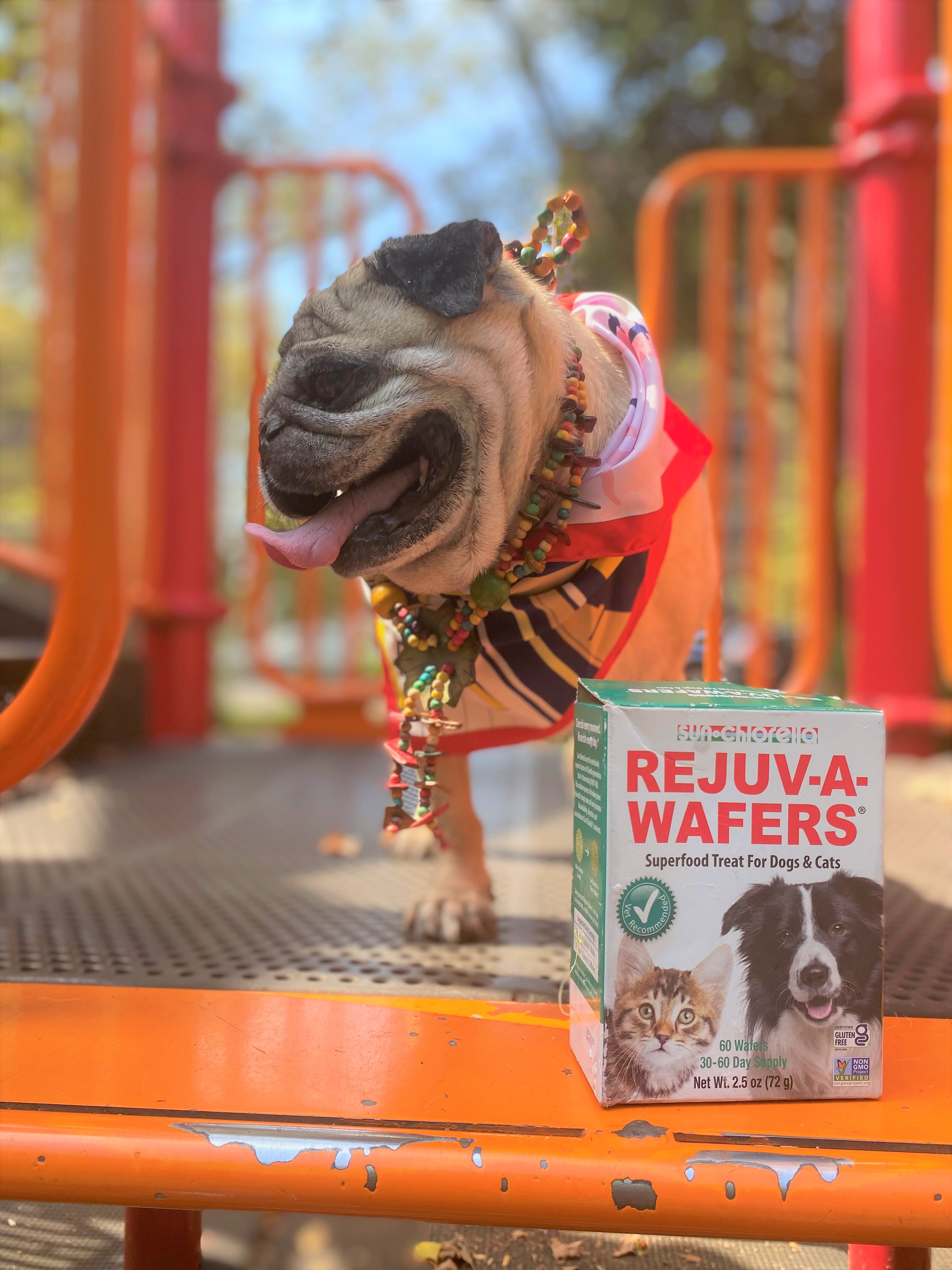 Sun Chlorella Rejuv-A-Wafers Superfood Treat For Dogs & Cats – Style Celeb