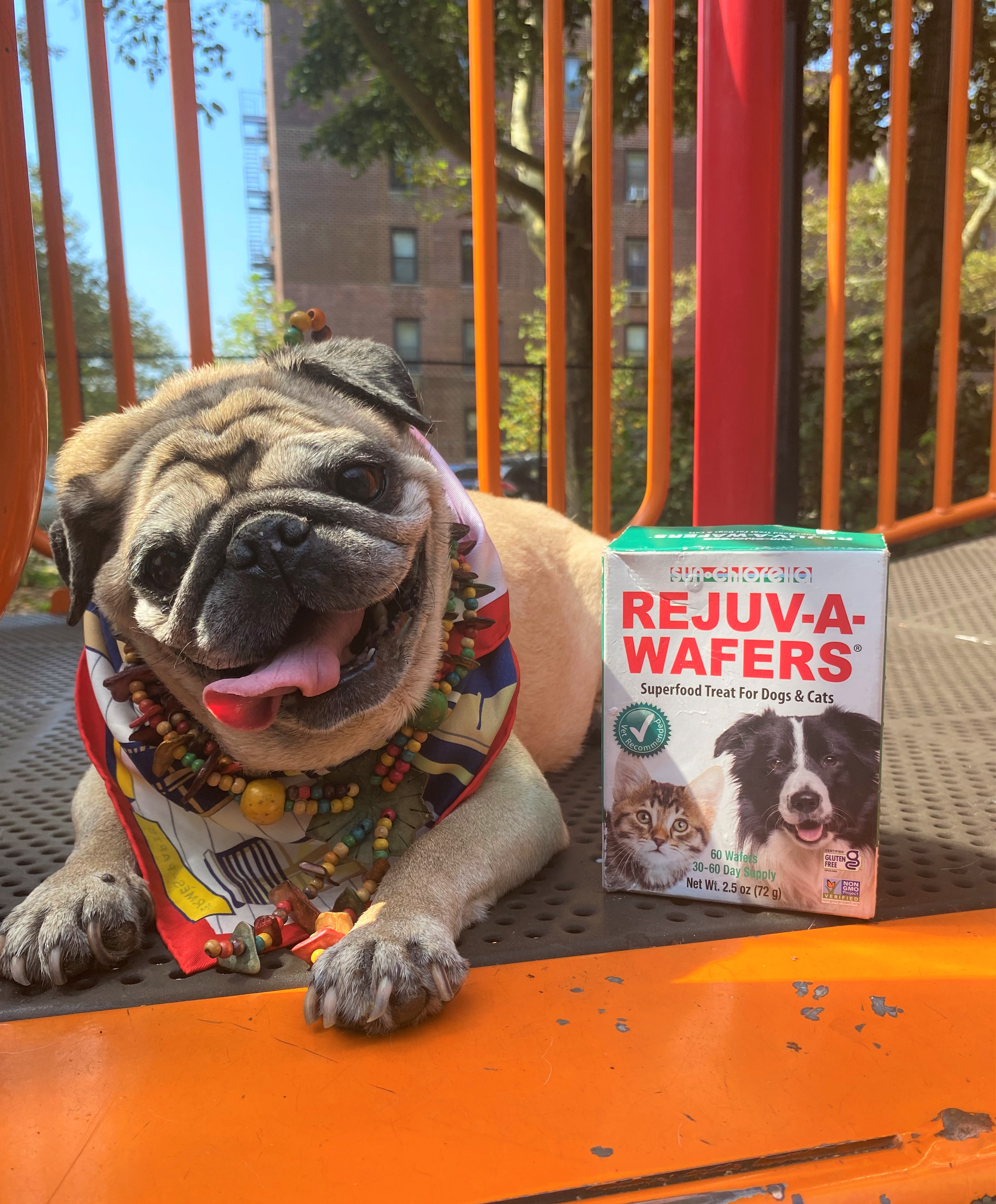 Sun Chlorella Rejuv-A-Wafers Superfood Treat For Dogs & Cats – Style Celeb